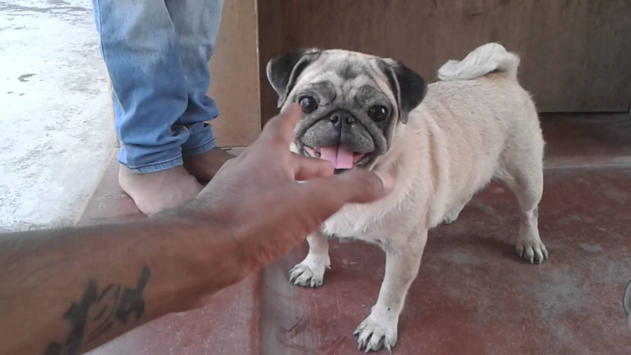 Pug biting - YouTube
