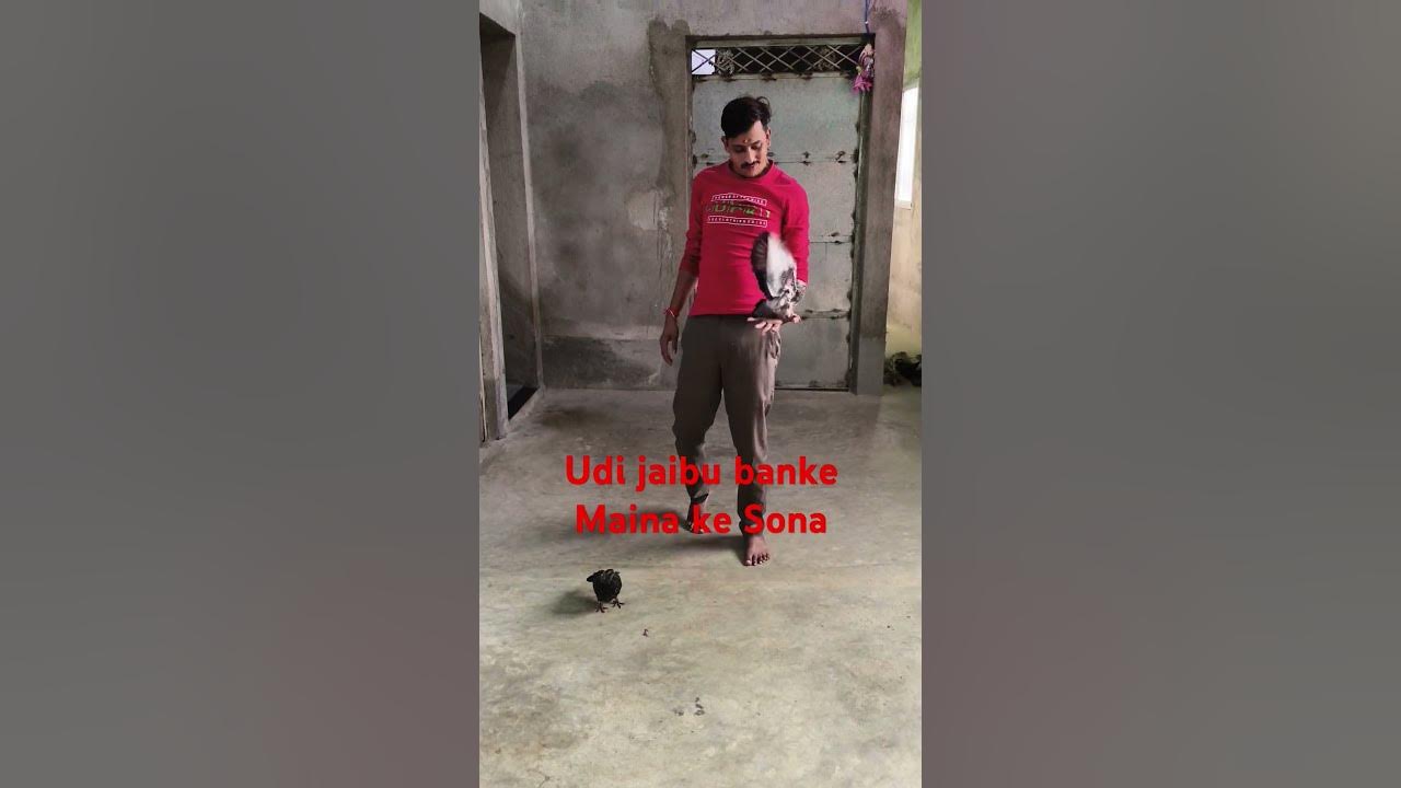 udi jibon ke Maina ke Sona dekhne per niche hawa ke janu dekhne per mein chehra - YouTube