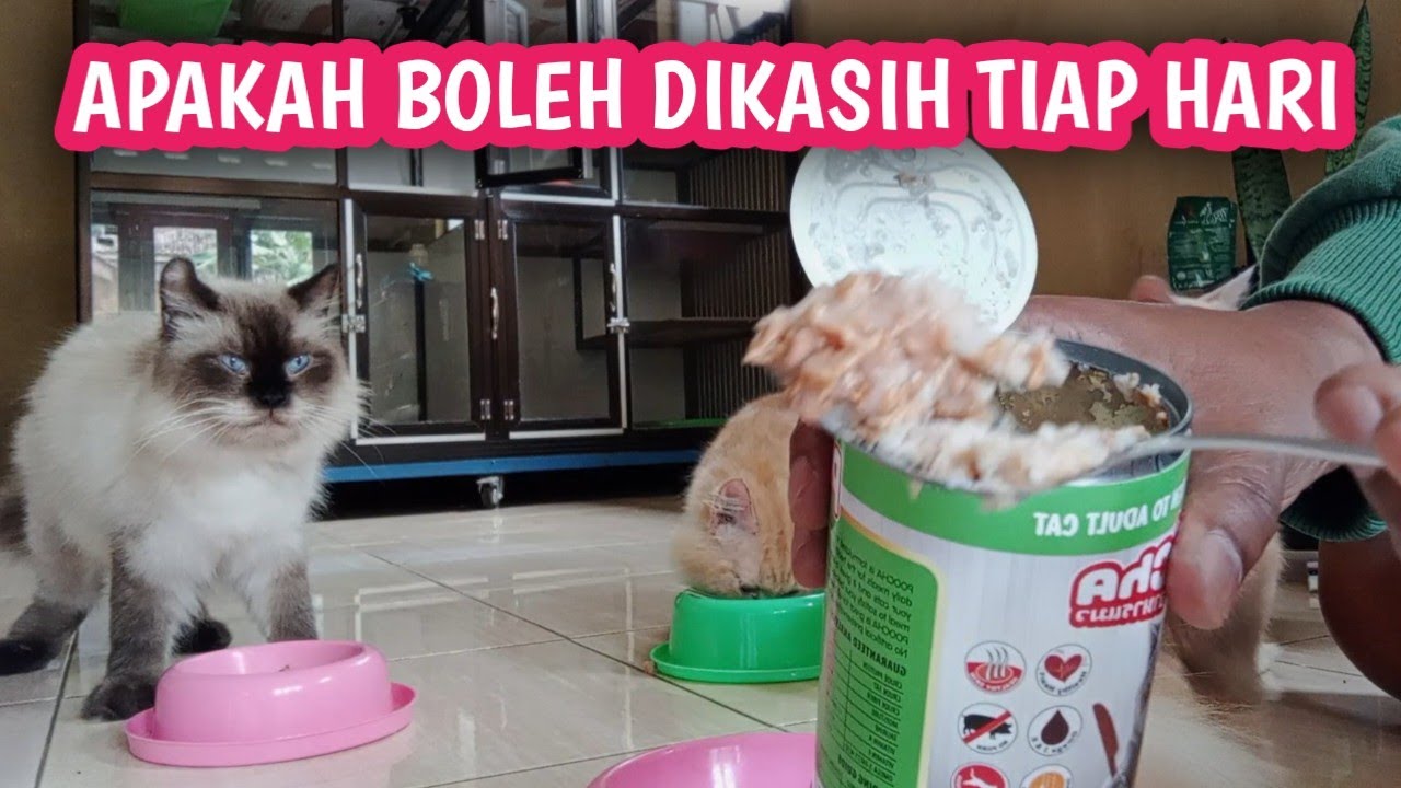 PENTING...!!! ATURAN PEMBERIAN MAKANAN BASAH UNTUK KUCING - YouTube