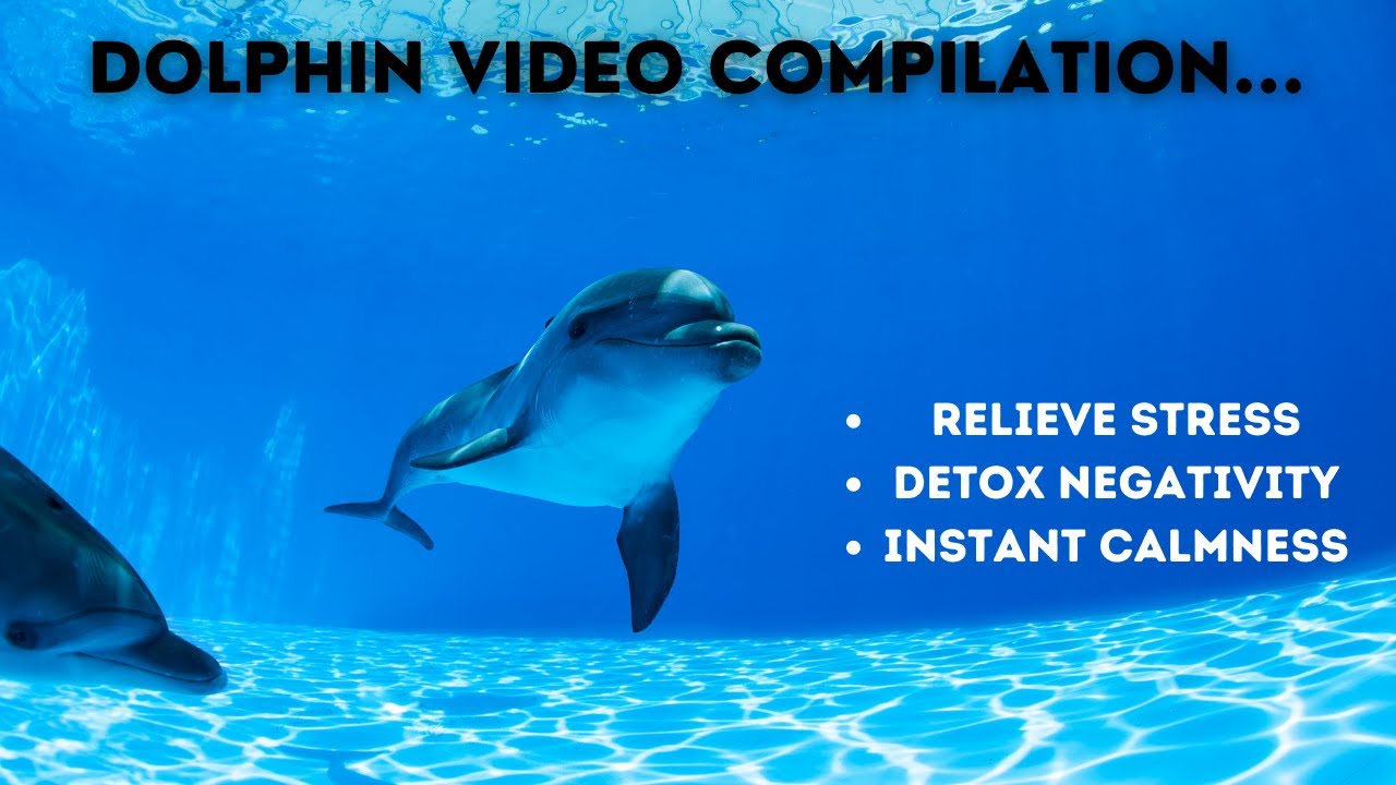 Dolphin Video Compilation | Relax | Relieve Stress | Flow Meditation ...