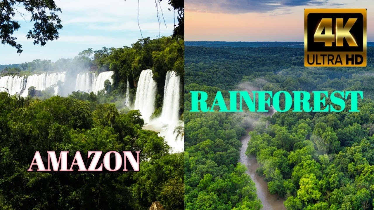 The Amazon: Largest Rainforest In The World || Animals That Call The Jungle Home | Amazon ...