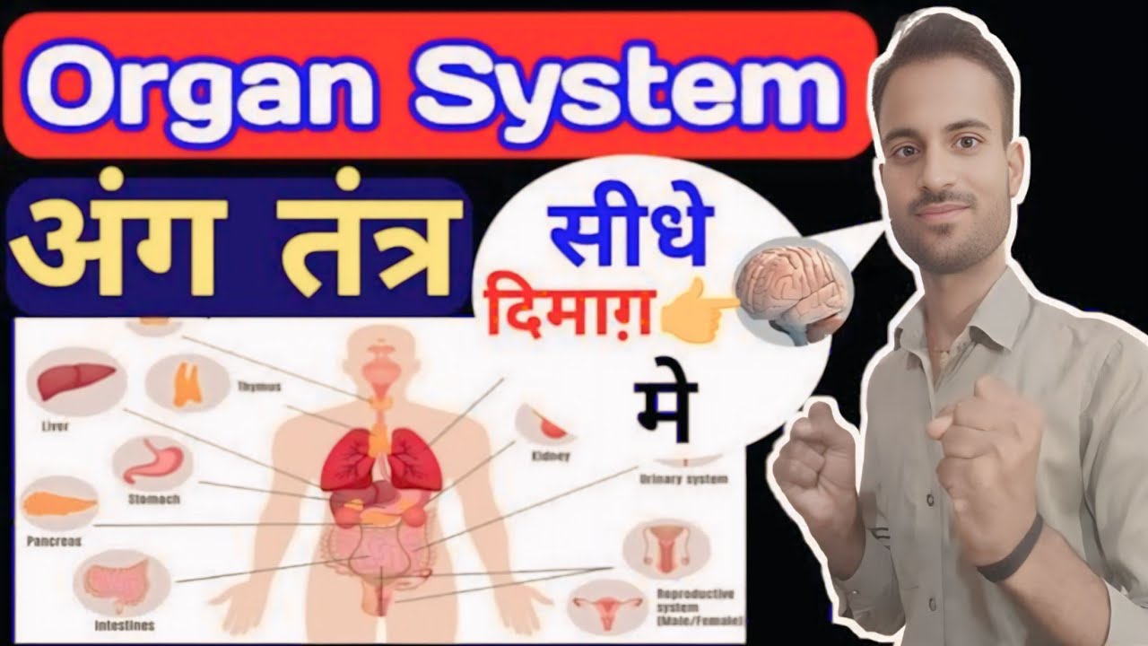 Organ Systems Of The Human Body || 11 Organ System Of The Body And ...