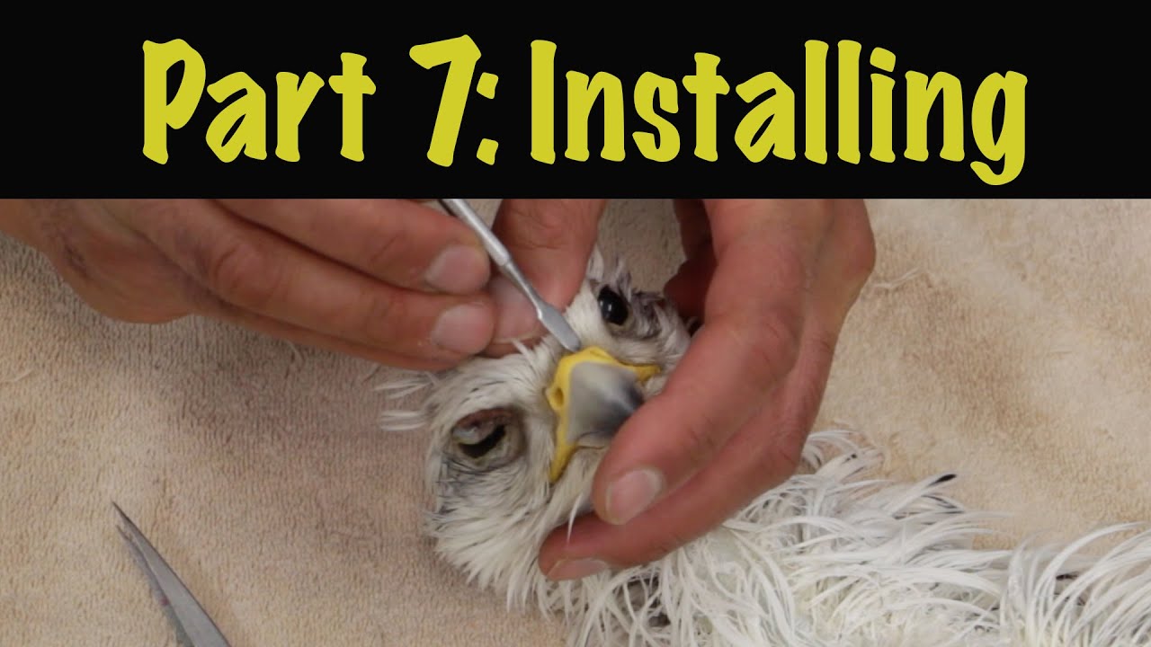 Gyr falcon tutorial... Part 7: Wing bones and wires, Gluing the skull ...