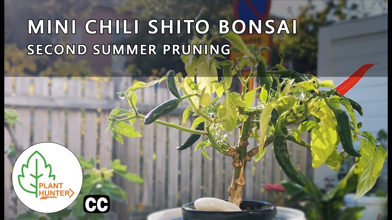 Mini Chili Shito Bonsai - Second summer pruning #PlantHunter - YouTube
