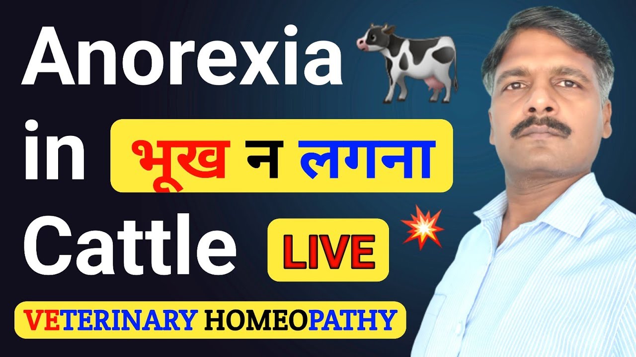 VETERINARY HOMEOPATHY live! Anorexia in Cattle - YouTube