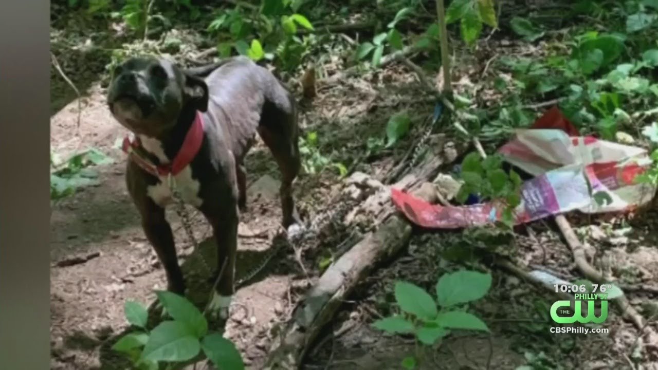 Dog Found Tethered To Tree In Coatesville: Police - YouTube