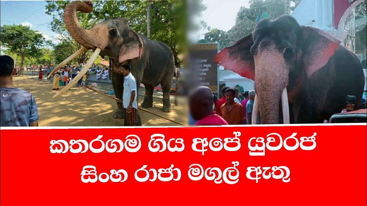 කතරගමදි කාවඩි තාලෙට පාද තබන අපේ සිංහ රාජා ඇතු|Sinha raja tusker at ...
