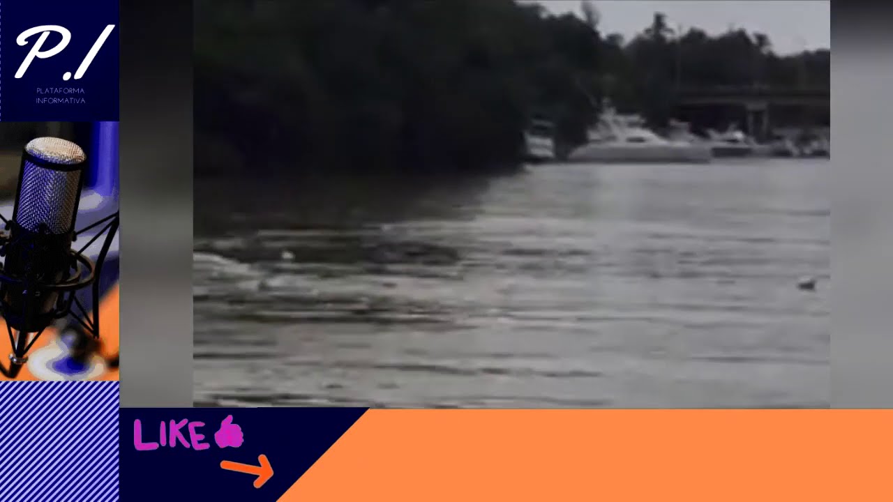 Encuentran Tiburón en Río Salado en La Romana - YouTube