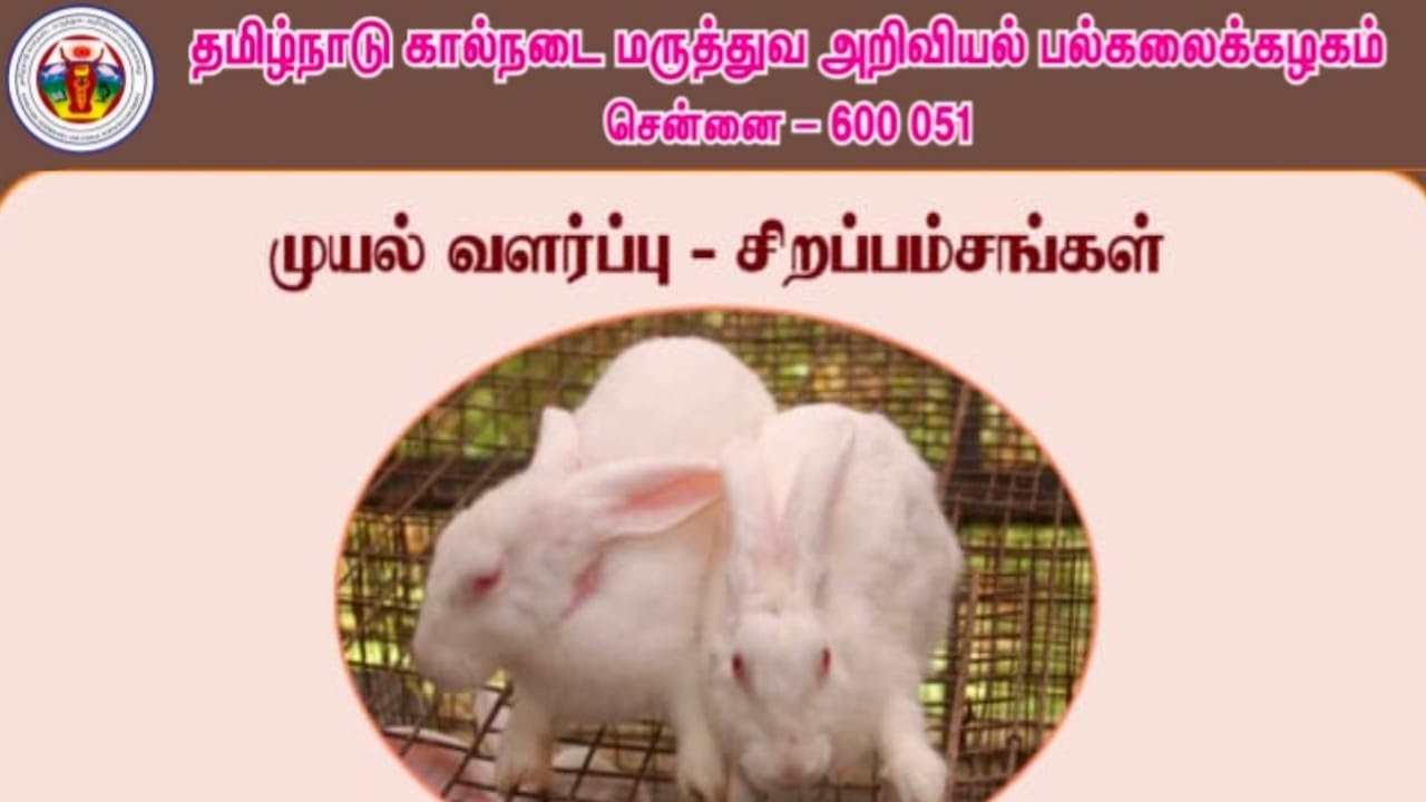 Tamil Nadu Government Tanuvas முயல் வளர்ப்பு பற்றிய முழு தகவல்/ Rabbit ...