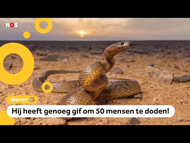 Meest Giftige Slang Ter Wereld Naam De Koningscobra National