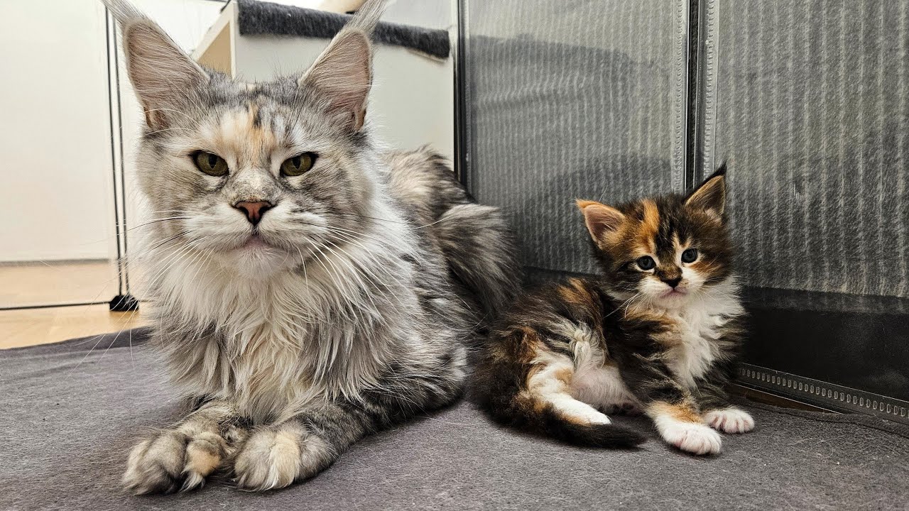 Grandma Cat Babysits Kittens - And Mom Is Not Welcome! - YouTube