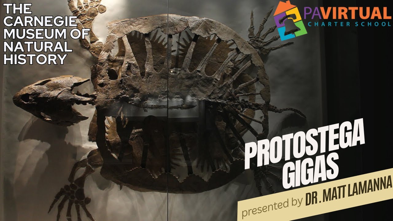 Extra Credit - Carnegie Museum of Natural History: Protostega Gigas ...