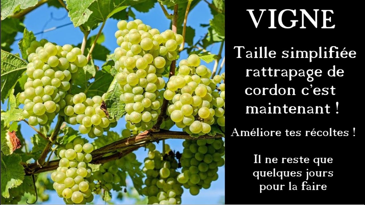 MARS : TAILLE CORDON (Base Royat) rattrapage VIGNE 🍇 RAISIN au jardin ...