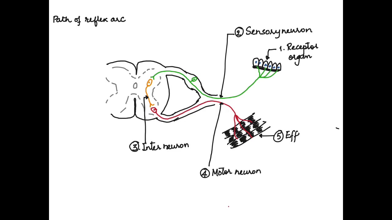 HUMAN PHYSIOLOGY: THE REFLEX ARC WITH DIAGRAM 11 CBSE/ISC - YouTube