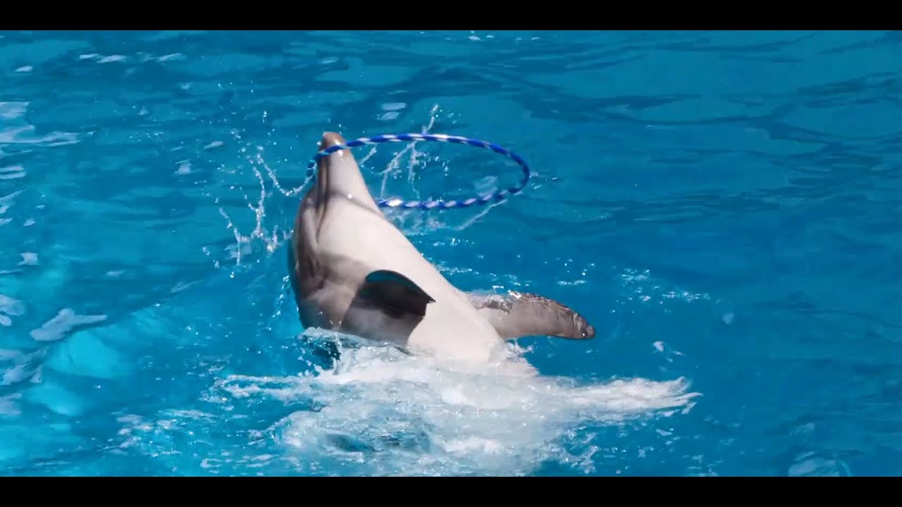 Dolphin Mania: The Most Impressive Aquatic Performance You'll Ever See ...