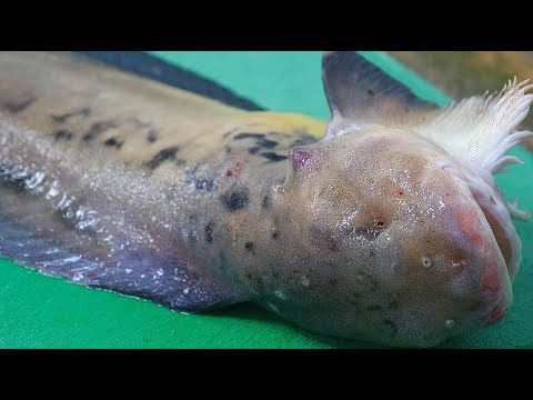 물컹물컹 물메기로 회뜨기가 가능할까? 그리고 맛은.. - how to fillet cubed snailfish - YouTube