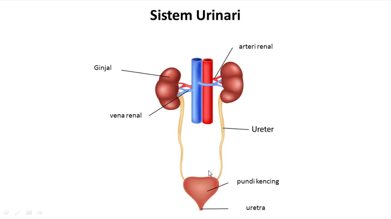 BIOLOGI TINGKATAN 4 : 13.2 PART 1 SISTEM URINARI - YouTube