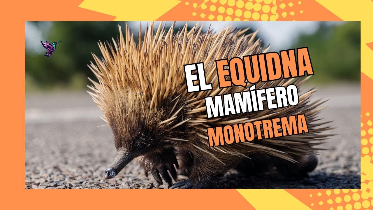 La Equidna: El Mamífero Más RARO del Mundo 🦔 | Pone Huevos y Tiene un ...