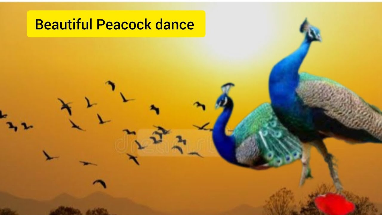 Beautiful Peacock dance #peacock dance - YouTube
