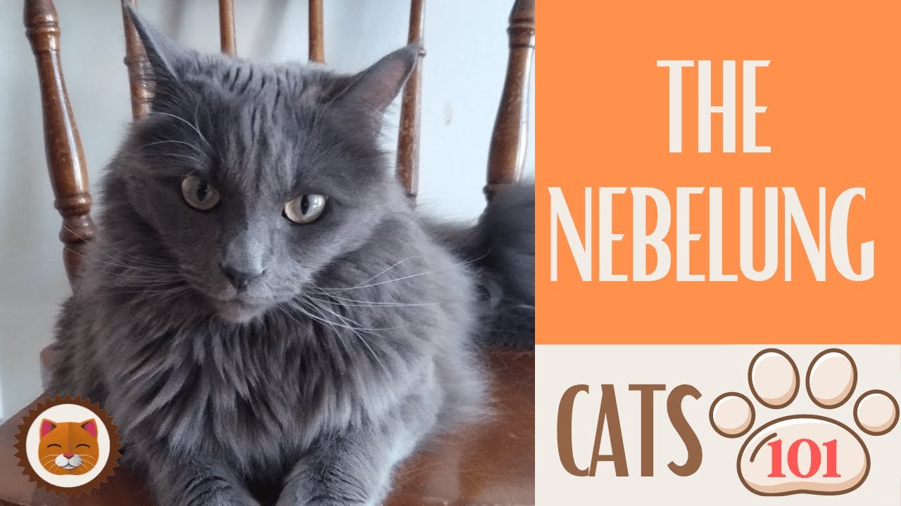 🐱 Cats 101 🐱 NEBELUNG CAT - Top Cat Facts about the NEBELUNG - YouTube