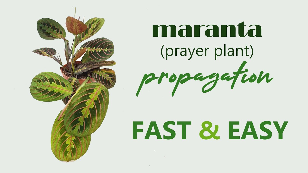 Maranta propagation - Prayer plant | 4 weeks roots | house plants and ...