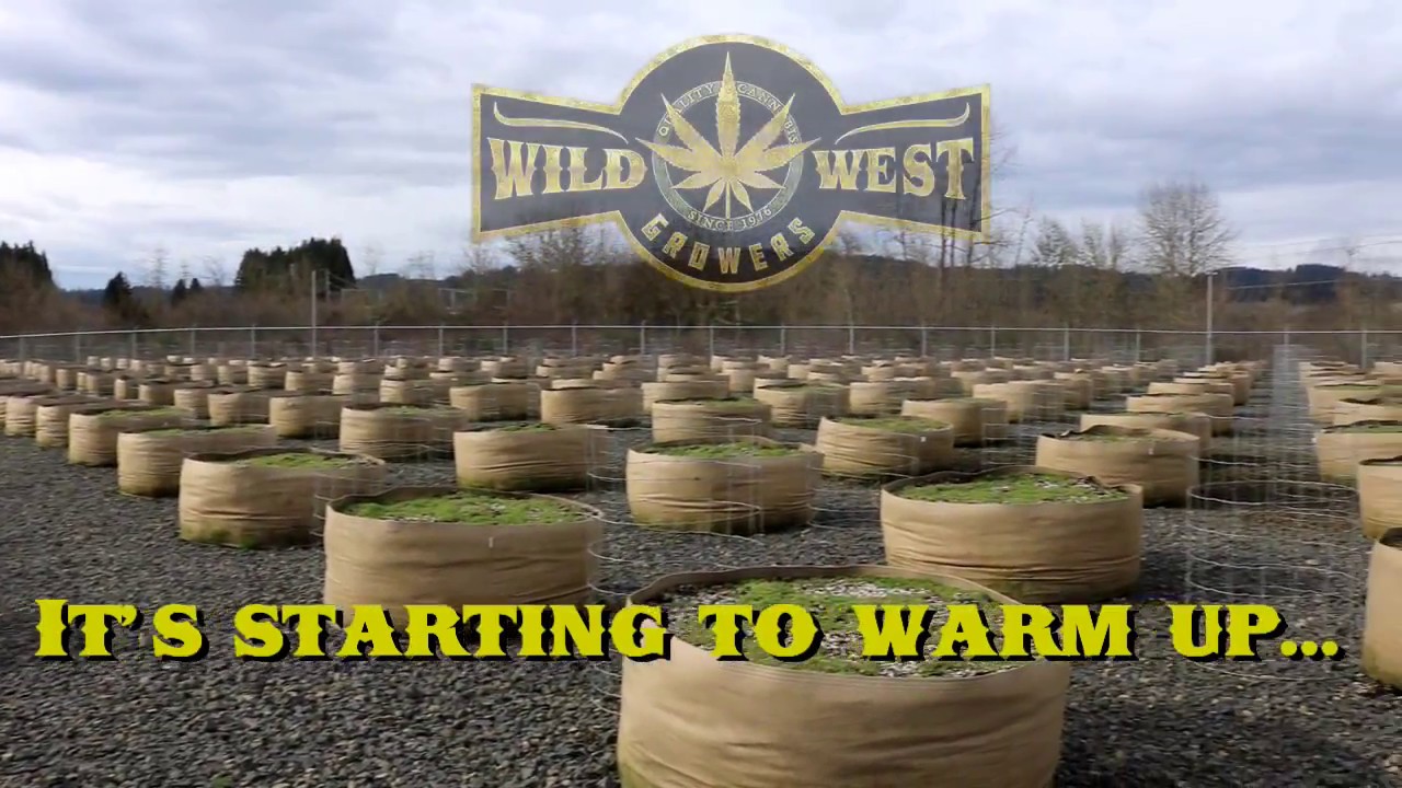 Wild West Growers - ItsGreenInside - YouTube