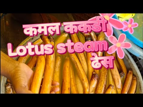 #कमल ककडी#Lotus steam#ढेस#कमल ककडी or ढेस की सब्जी फ्राय करके कैसे ...