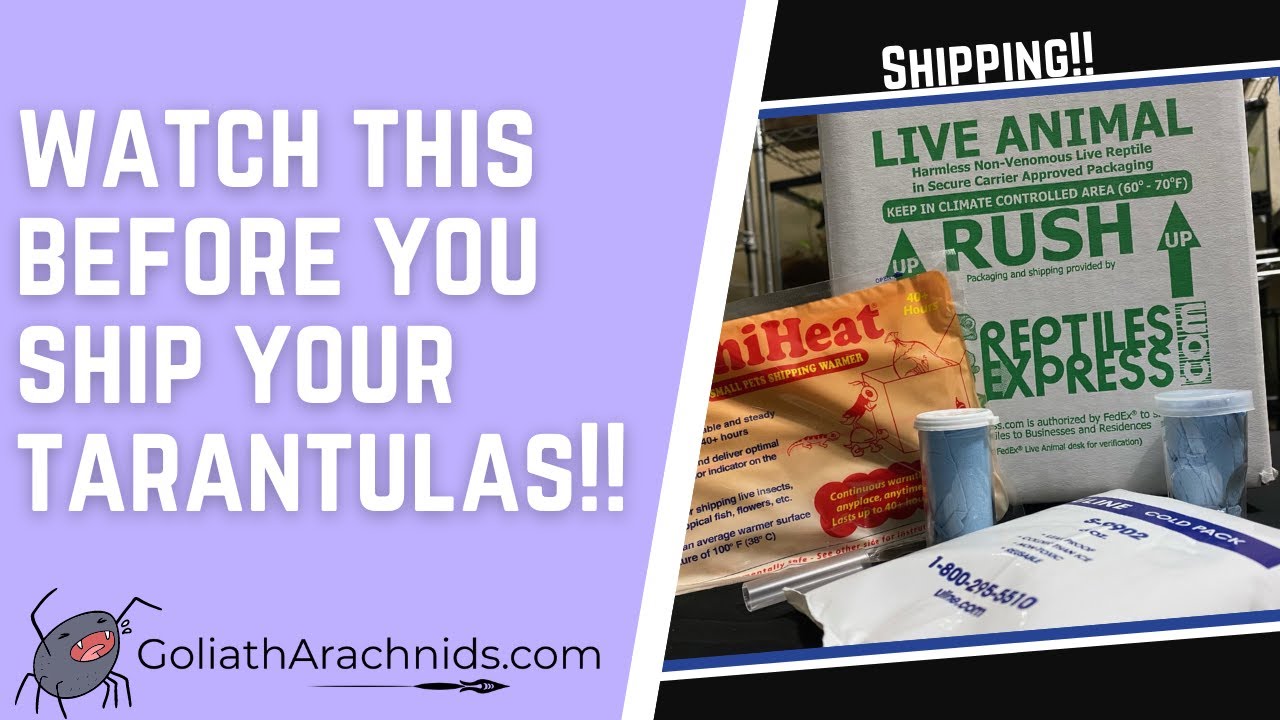 How to Pack Tarantulas for Shipping | Everything You Need to Know About ...