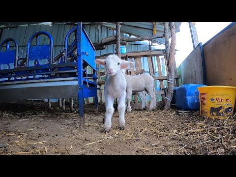 Koyun, Tavuk ve Ekmek | Köy Hayatının Günlük Ritüeli