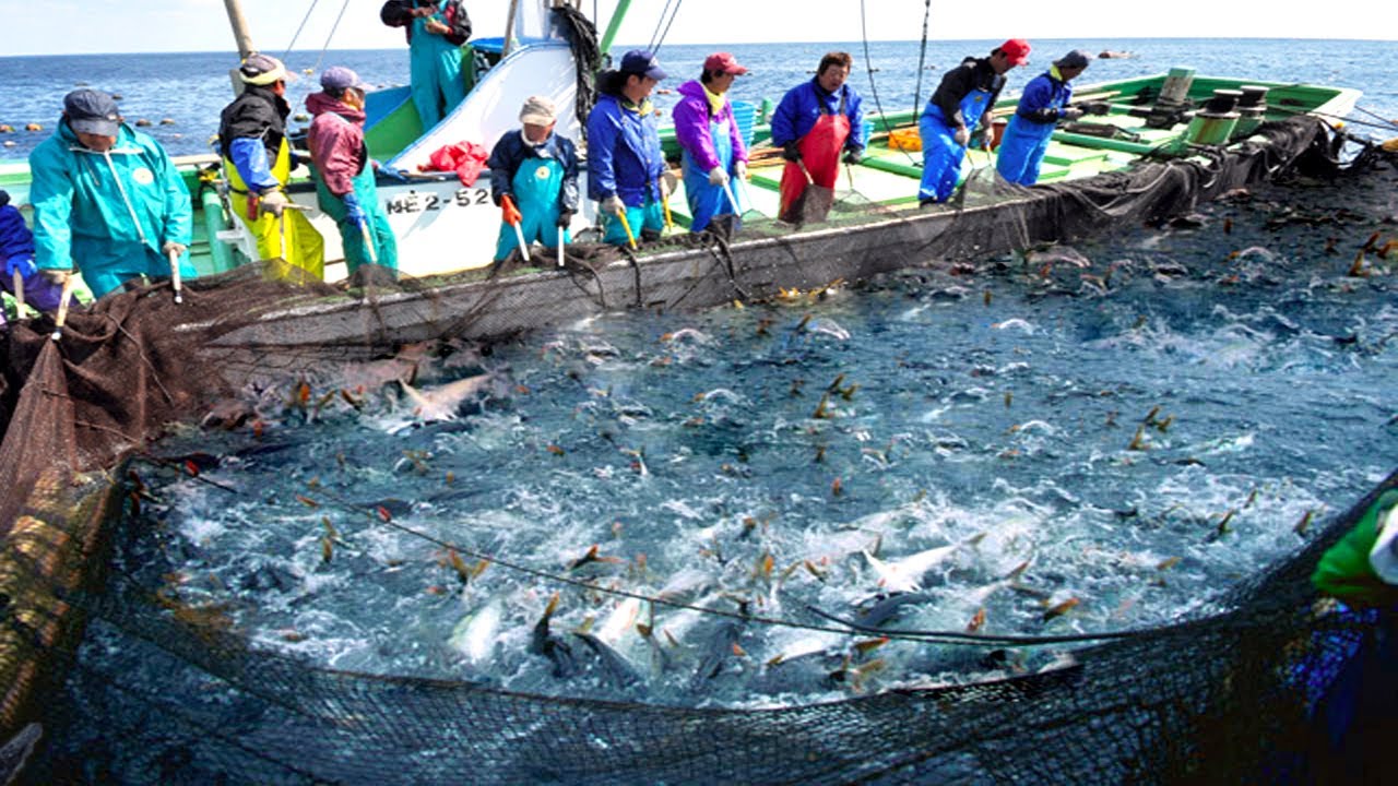 A Way For Fishermen To Catch Tuna Using Big Nets At Sea - Caught ...