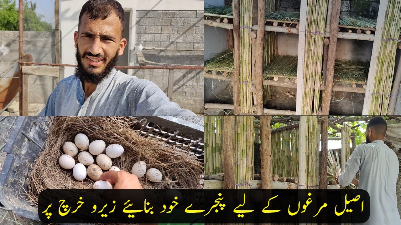 DIY portion cages making for aseel | DIY cage with 0 cast - YouTube