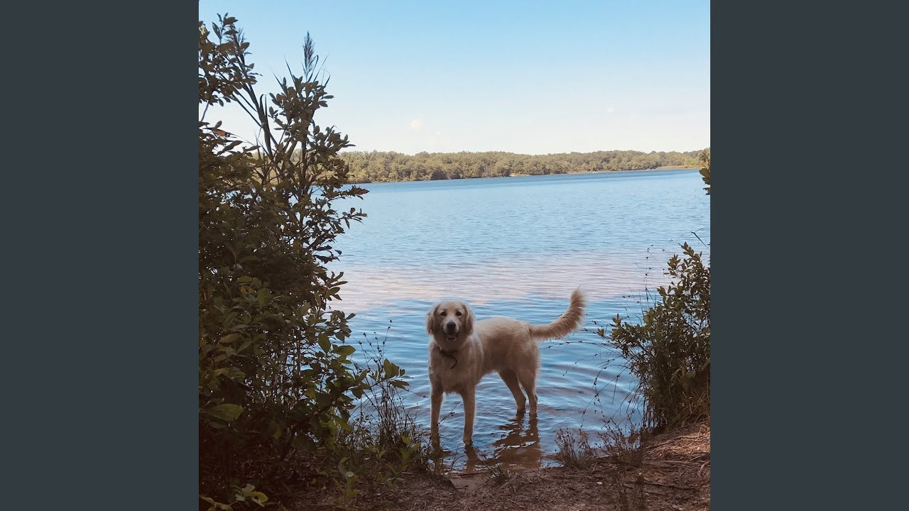 Canine Cove - YouTube