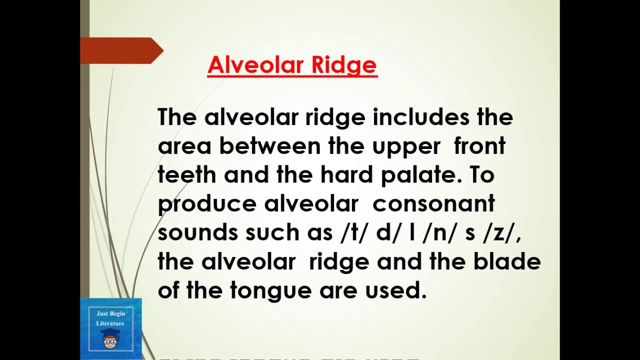 Linguistics- Organs of speech PART 1 - YouTube