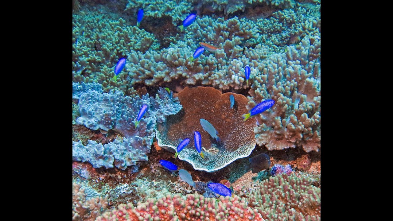 Scuba Diving the Great Barrier Reef of Mooloolaba Australia ...