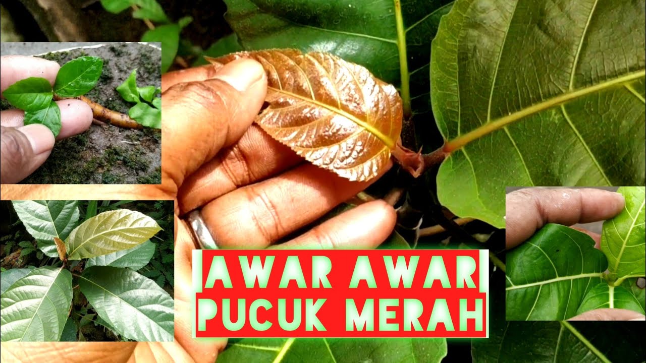 MENGENAL AWAR AWAR (ficus septica) ~ & MORACEAE PUCUK MERAH~termasuk ...