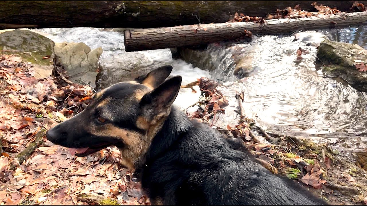 Ep139 Black River Hiking with Our German Shepherd Hiking with Dog in ...