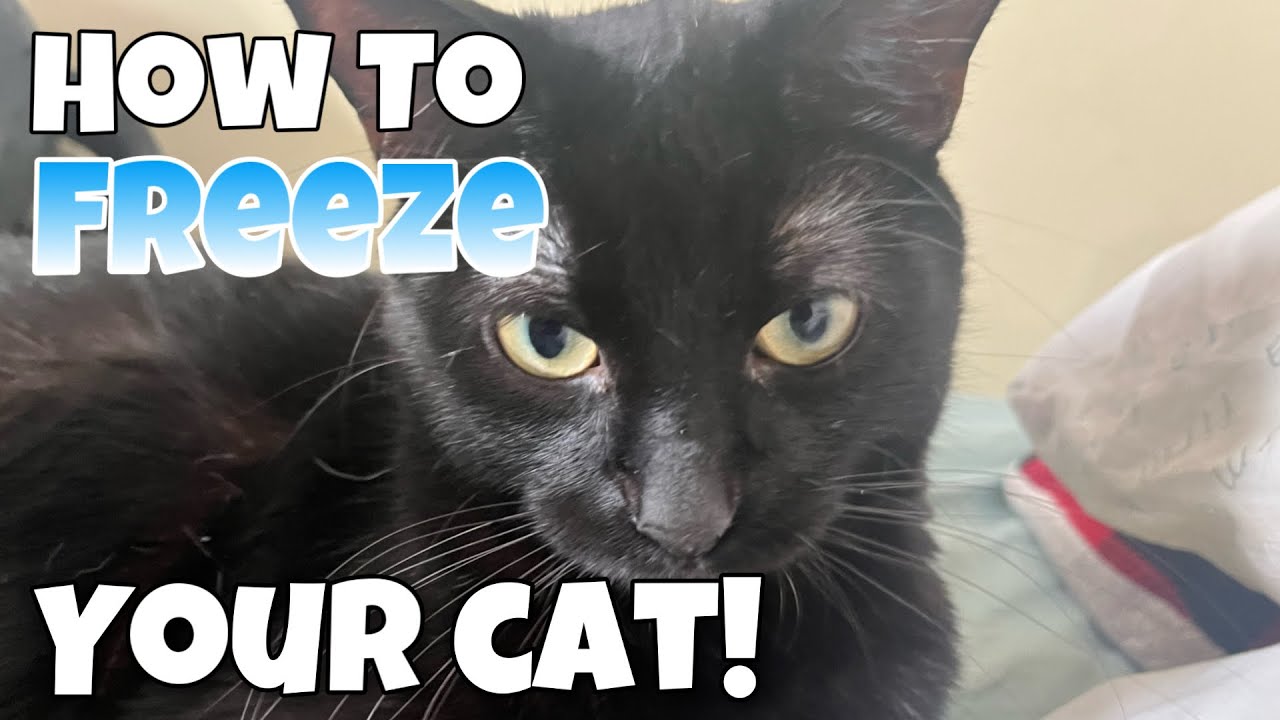 How To Freeze Your Cat! (Without stuffing them into a freezer) - YouTube