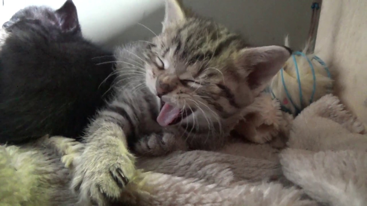 Jak rosteme - YouTube