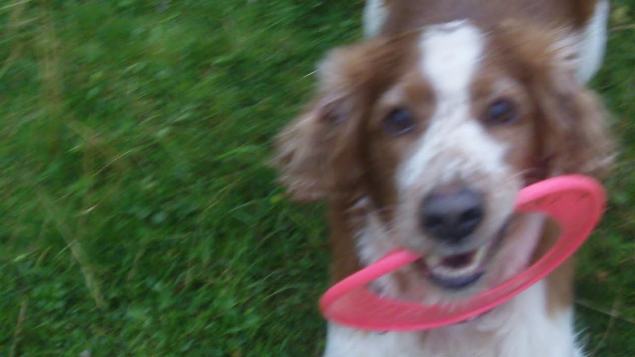 Welsh Springer Spaniel Finlay with his ring. x - YouTube