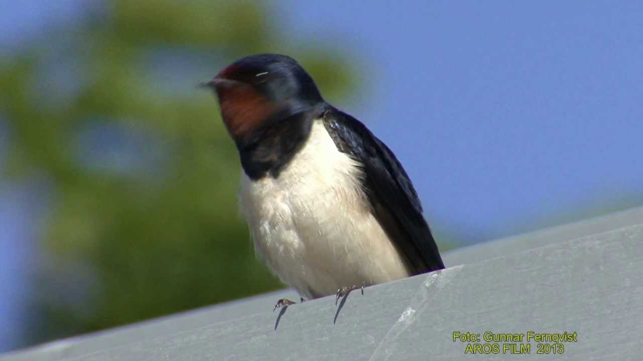 LADUSVALA Barn Swallow (Hinduro rustica) Klipp - 1228 - YouTube