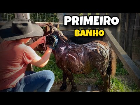 PRIMEIRO BANHO DO MEU PÔNEI BEBÊ