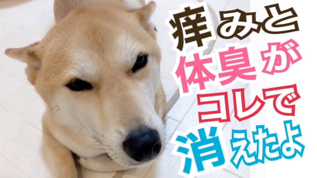 【柴犬 もみさん】痒みとキツイ体臭が治った柴犬 Shiba Inu Momisan 's itch has healed - YouTube
