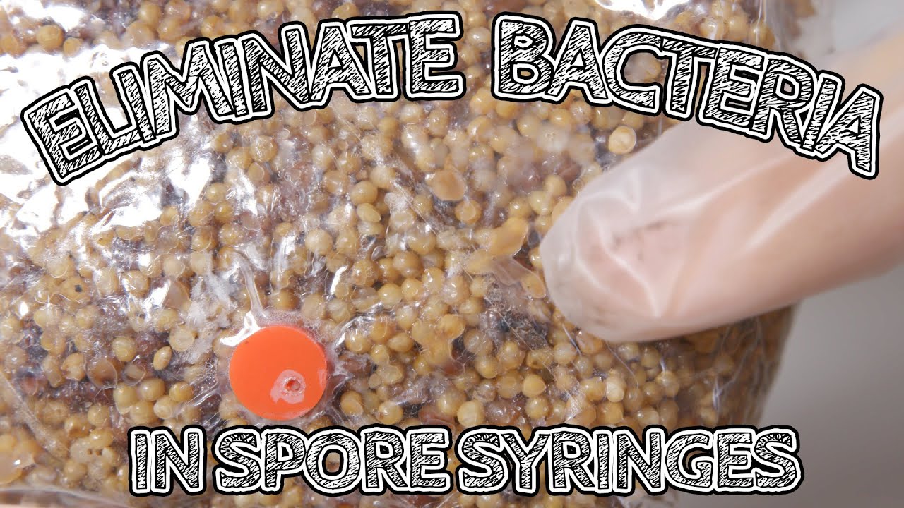 Eliminating Bacteria In Spore Syringes | When and How to Use Agar ...