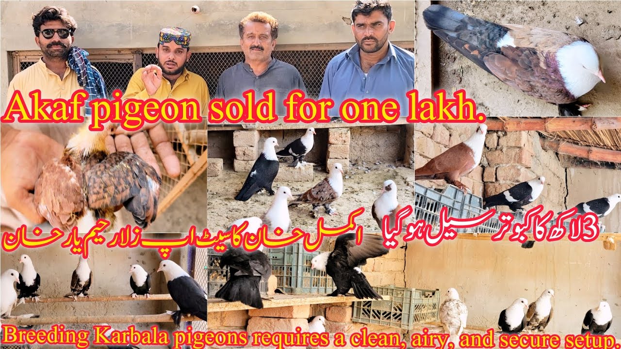 Not a Flock, But a Breeder! Special Pair of Pigeons for Sale | Stunning ...