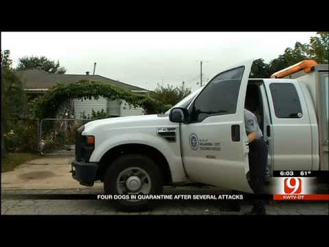 Dogs Attack Animal Control Officers During OKC Dog Bite Investigation ...