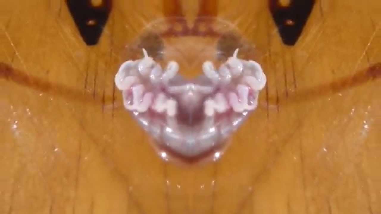 Parasite eats fish alive - Tongue eating louse eating fin - YouTube