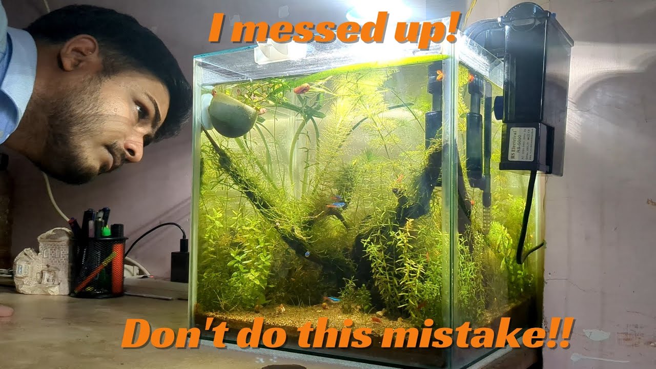 How I messed up my Shrimpscape. | Avoid these mistakes. - YouTube