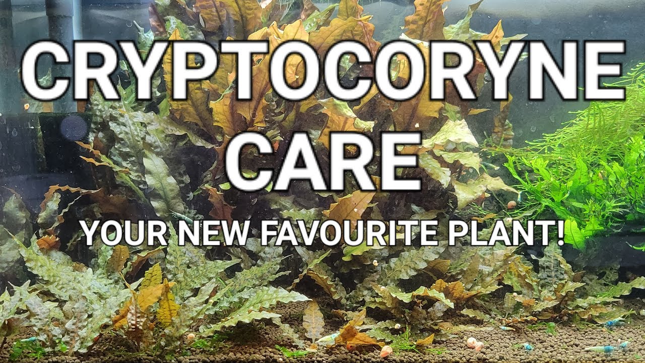 Cryptocoryne Care Guide - Crypt Melt, Planting, Trimming And ...
