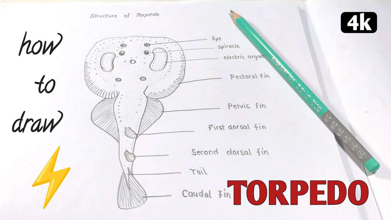 How to draw the diagram of Torpedo,#torpedo #electricfish # ...
