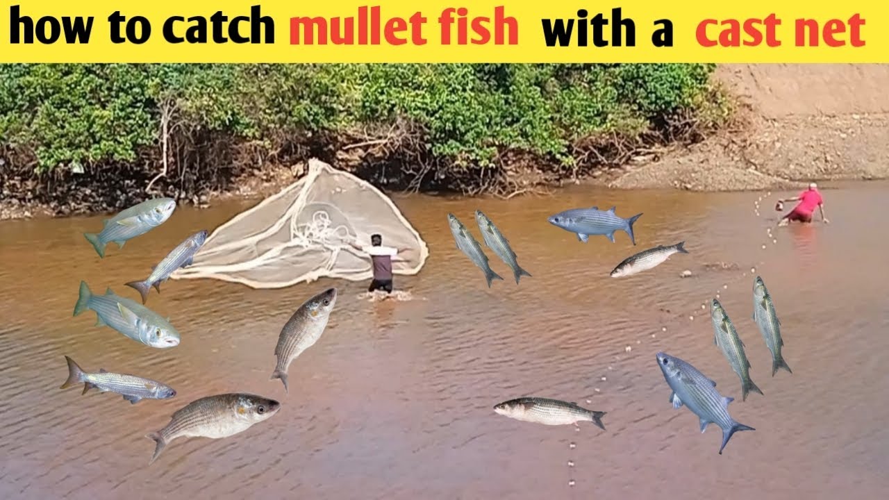 the best way to catch mullet fish, best way to catch mullet in kokan ...